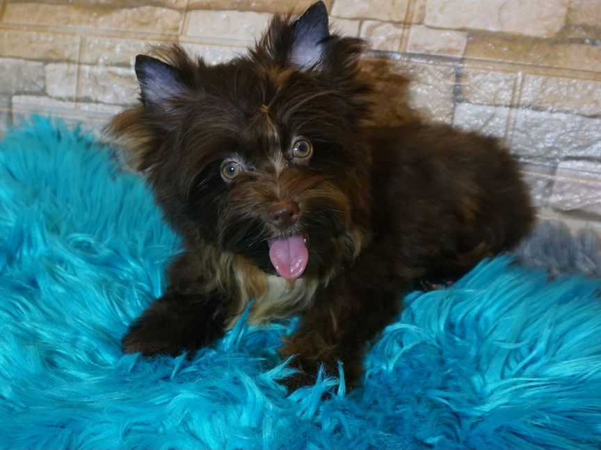 Цветной йорк темный мраморный мальчик