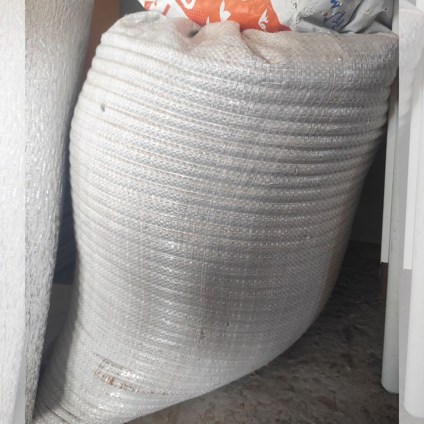 Зерно пшеница