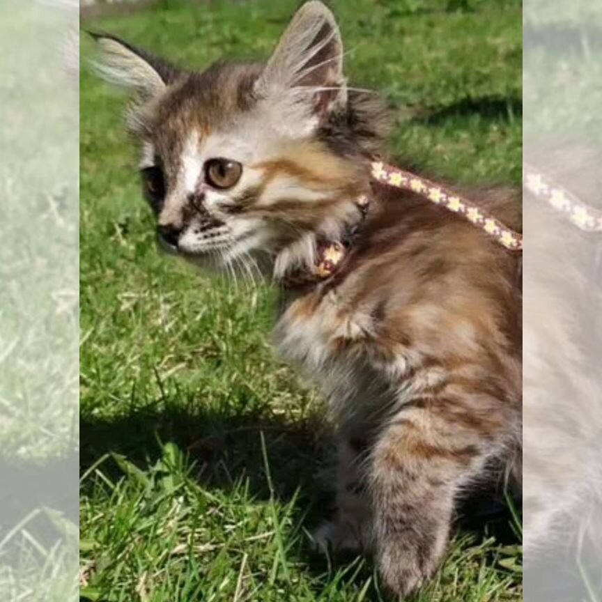 Кошечка породы Курильский бобтейл