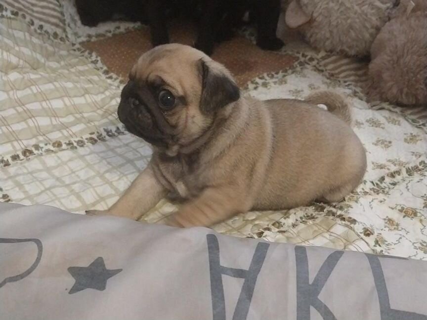 Щенки мопса