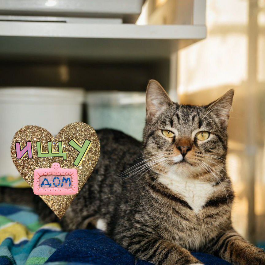 Котёнок в добрые руки