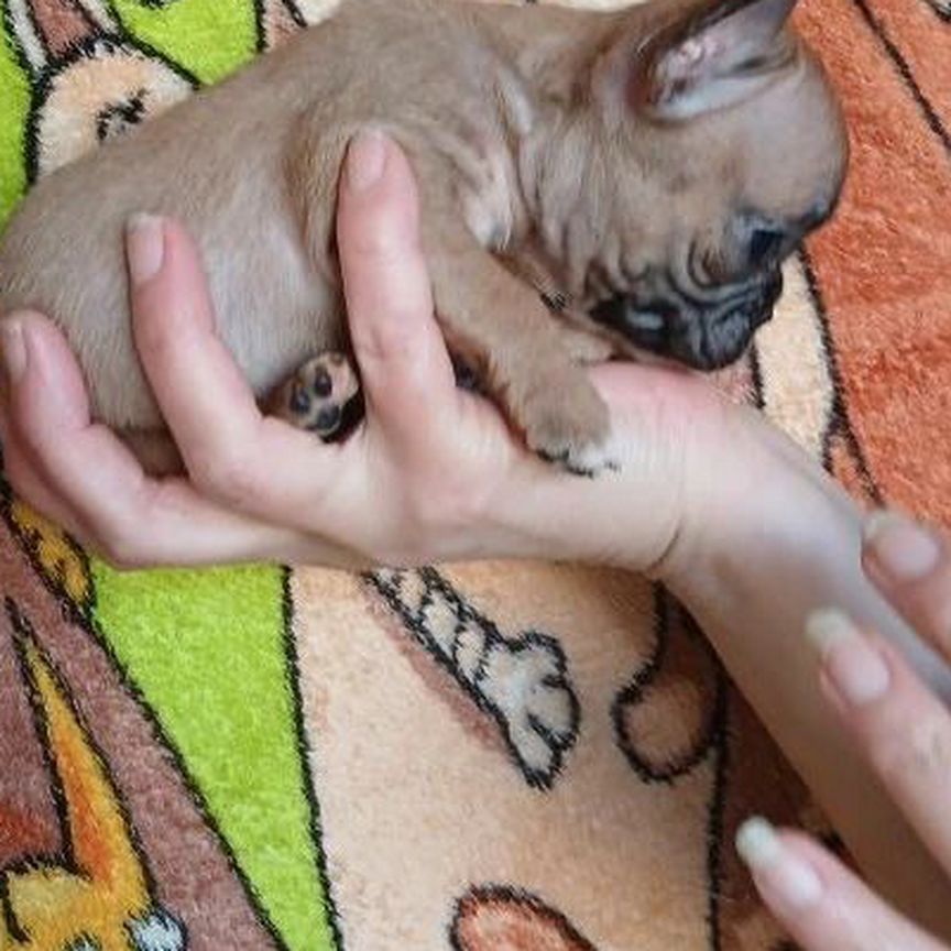 Французский бульдог, щенок