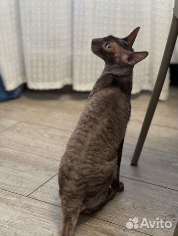 Кот корриш рекс