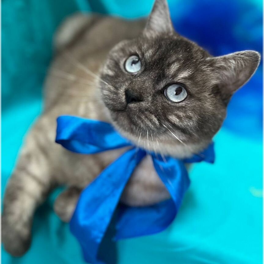 Взрослый кот в добрые руки