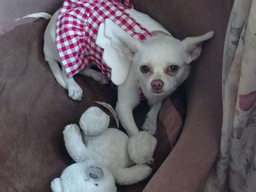 Вязка той-терьер девочка