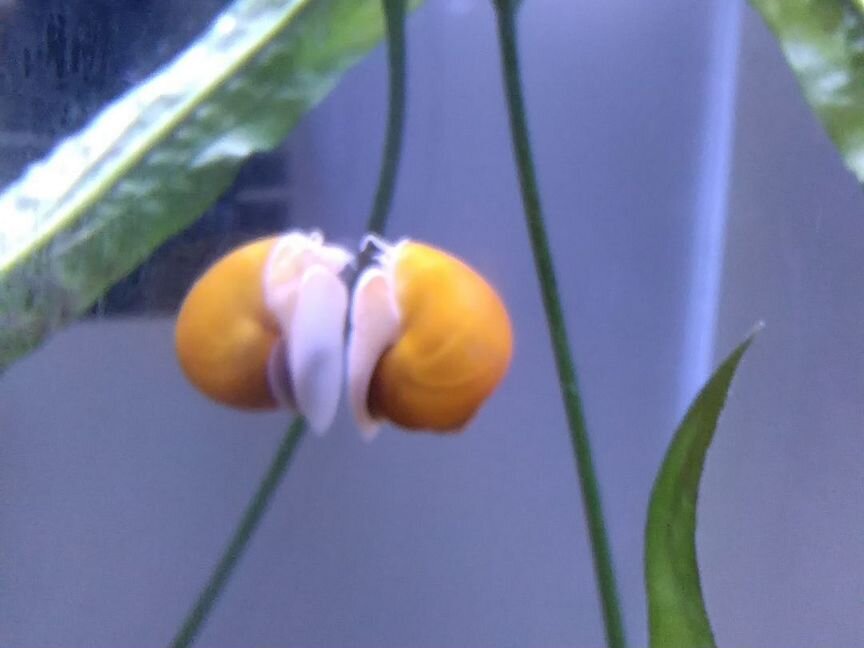 Улитки аквариумные ампулярии