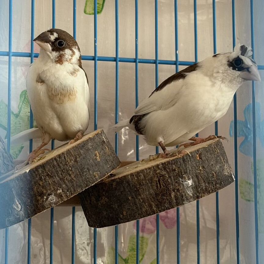 Японские амадины