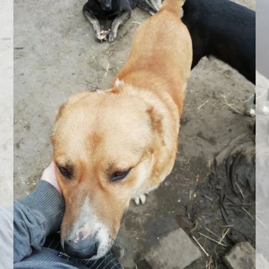 Большой классный пёс