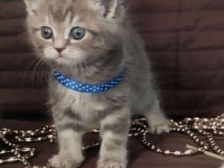 Британский котенок(девочка)