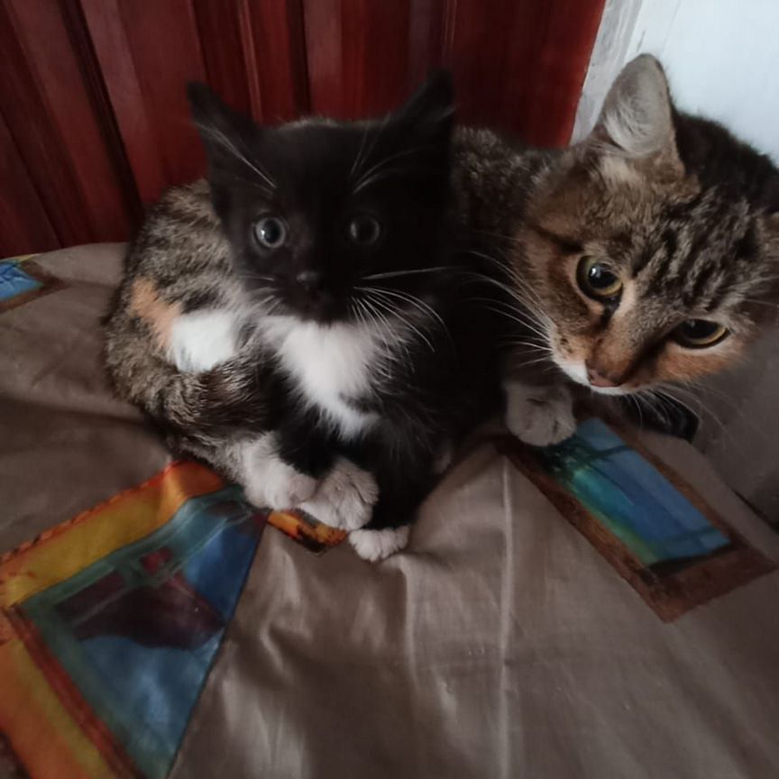 Котята в добрые руки бесплатно