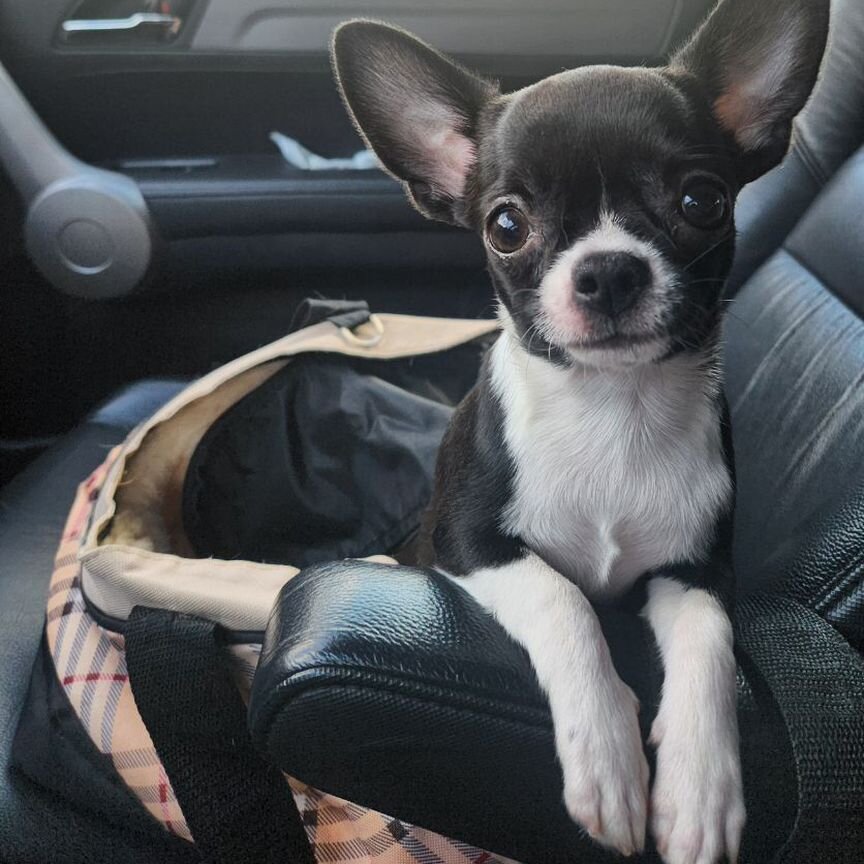 Чихуахуа, щенок