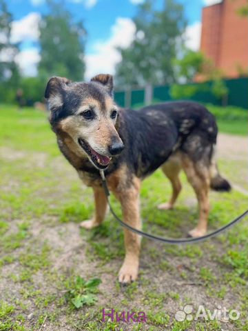 Собака в добрые руки