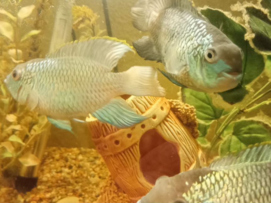 Нанокара аквариумная