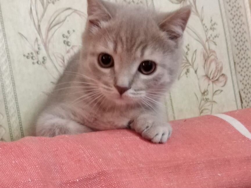 Кошка в дар бесплатно