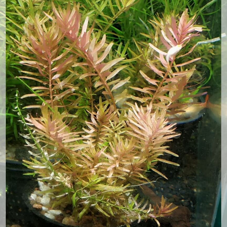 Аквариумные растения