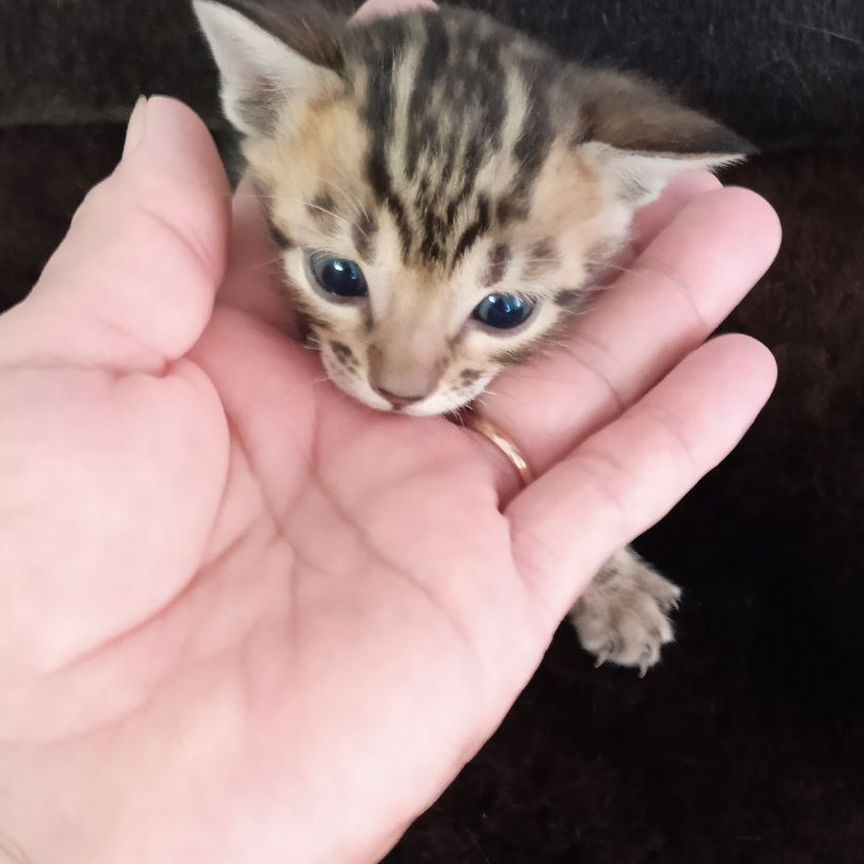 Бенгальские котята