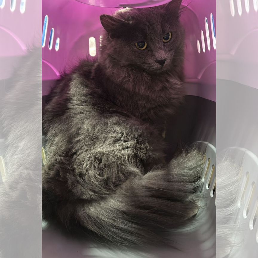 Кошка
