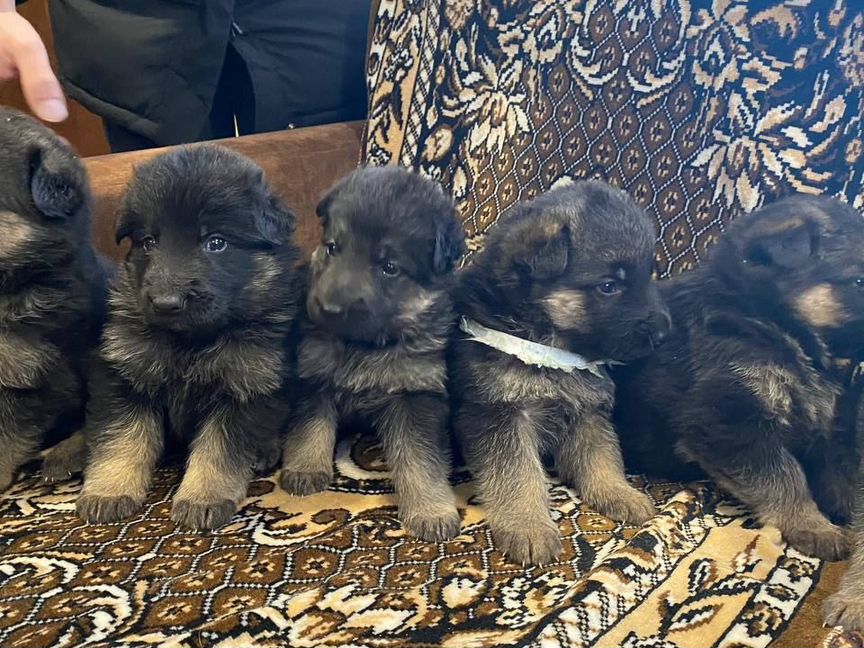 Щенки немецкой овчарки