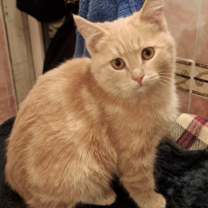 Котики бесплатно в добрые руки