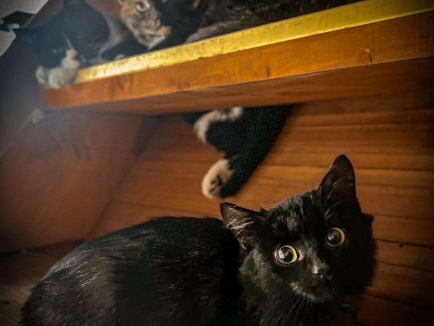 Кошка котенок шоколадный