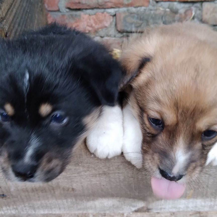 Щенок в добрые руки