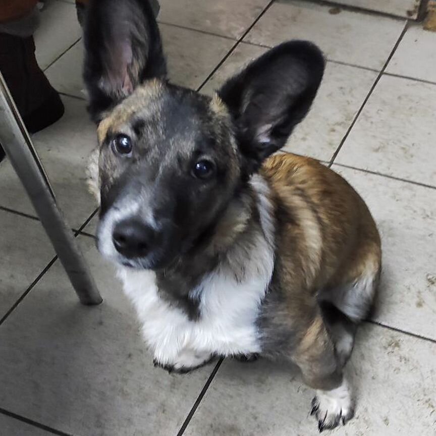 Щенок в добрые руки