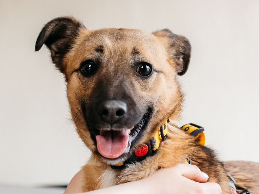 Красавчик Берти в добрые руки