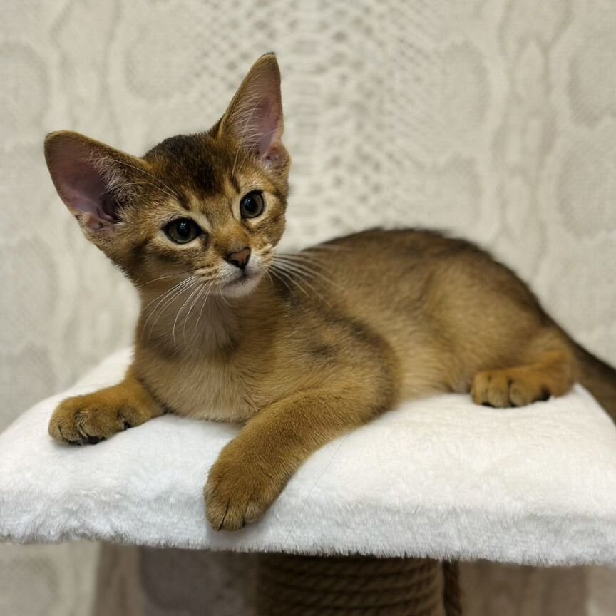 Абиссинский котенок