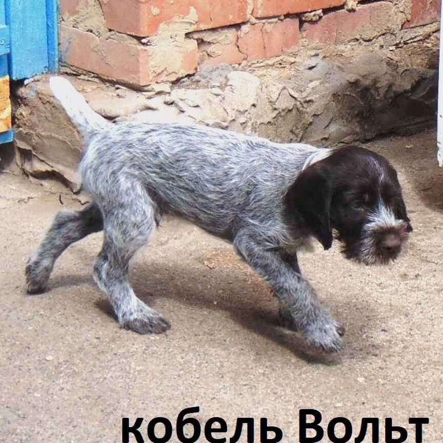 Продажа щенков породы дратхаар