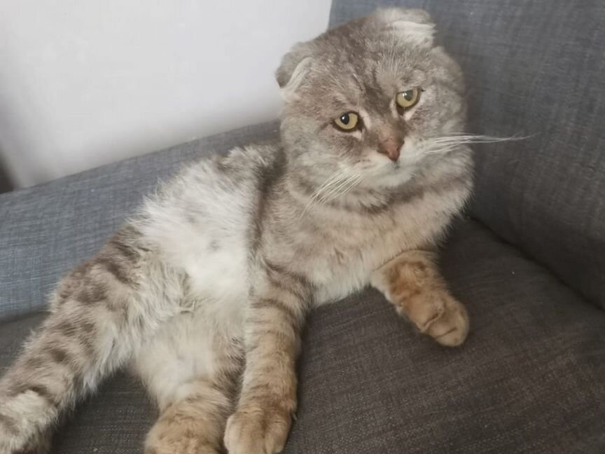 Шотландский вислоухий кот в добрые руки