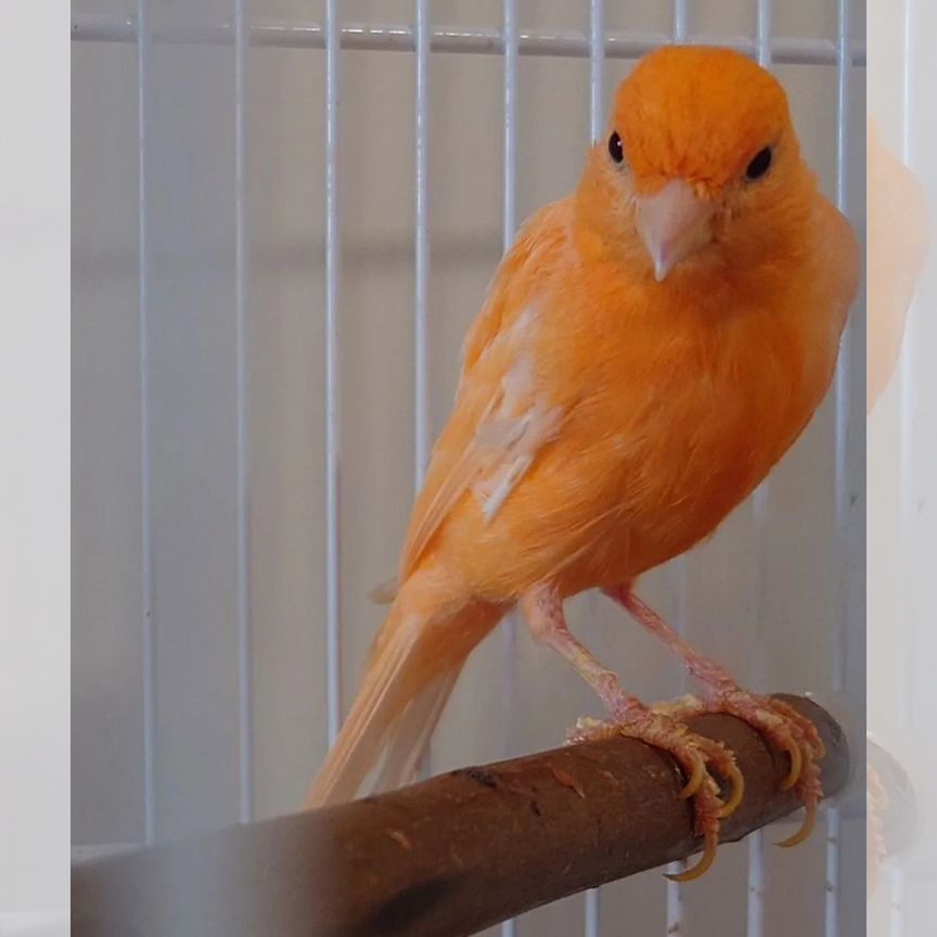 Канарейка самка