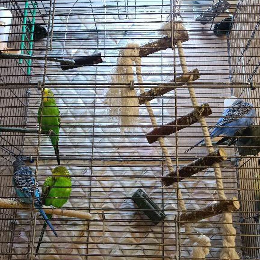 4 попугая 2 пары цена за всех