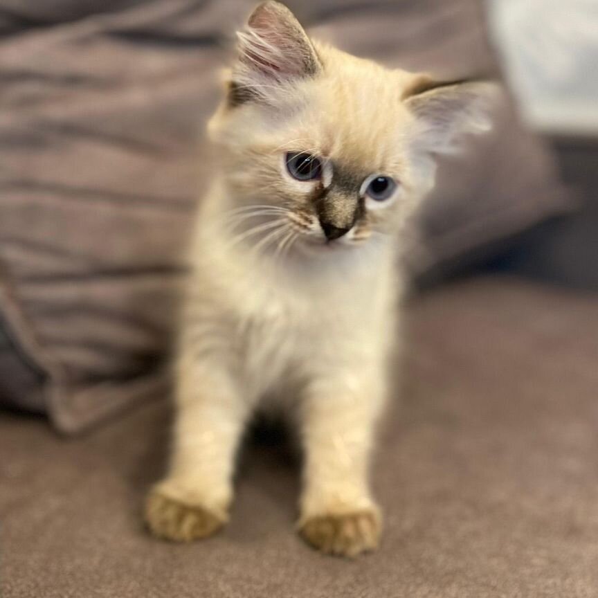 Котенок Невская маскарадная