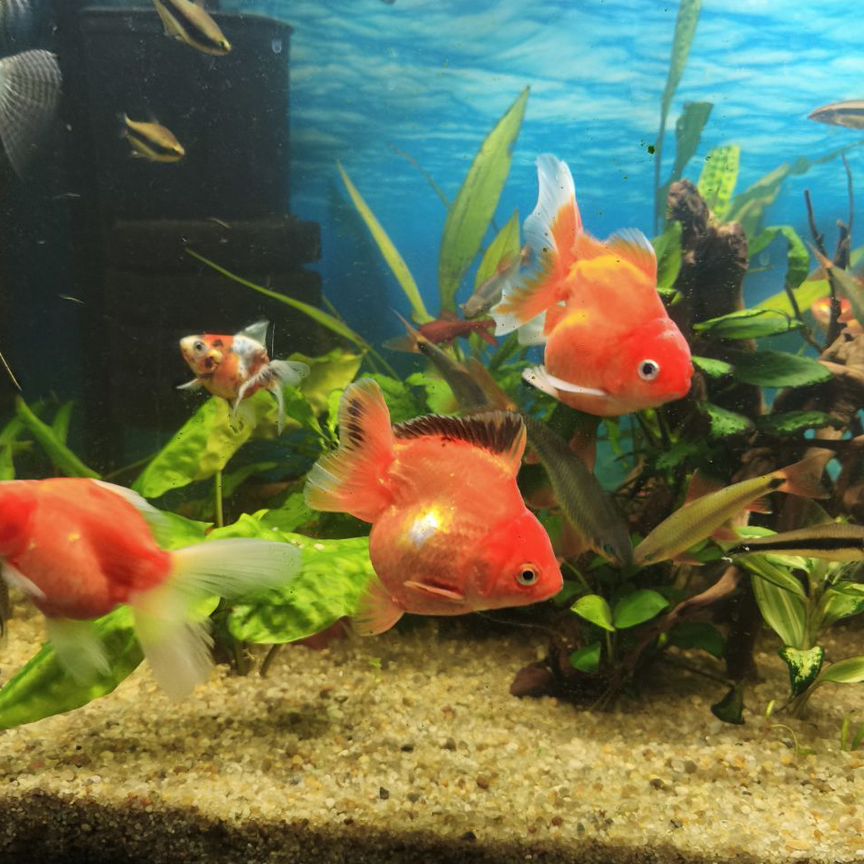 Золотая рыбка