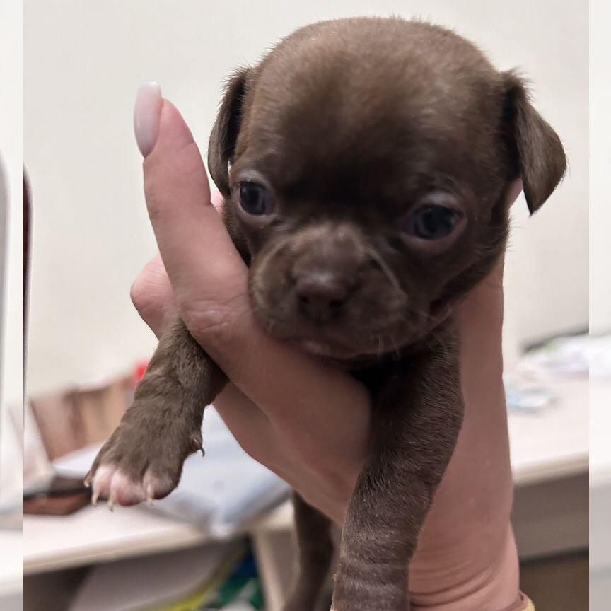 Чихуахуа, щенок