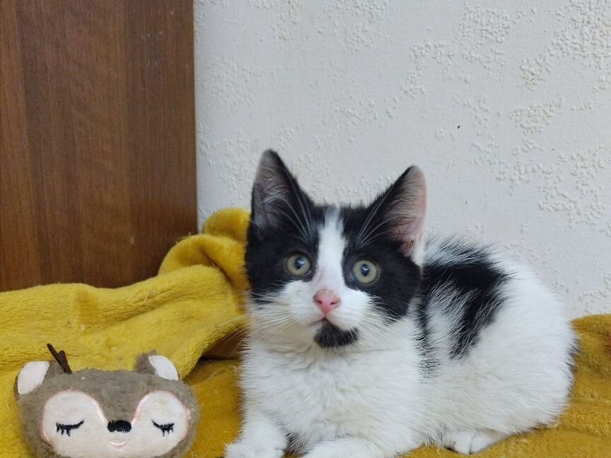 Прекрасный мальчик ищет дом