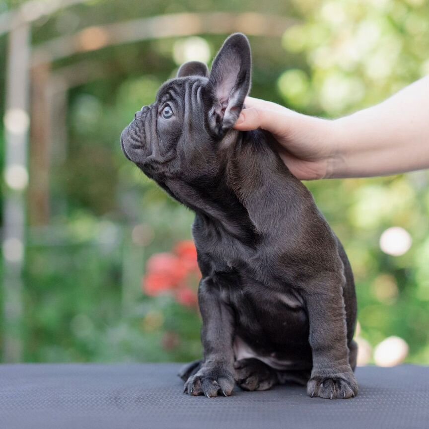 Французский бульдог голубой