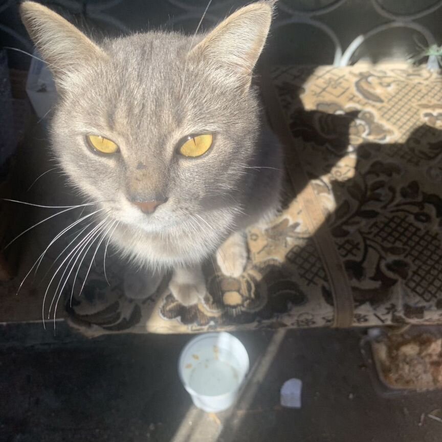 Кот в добрые руки