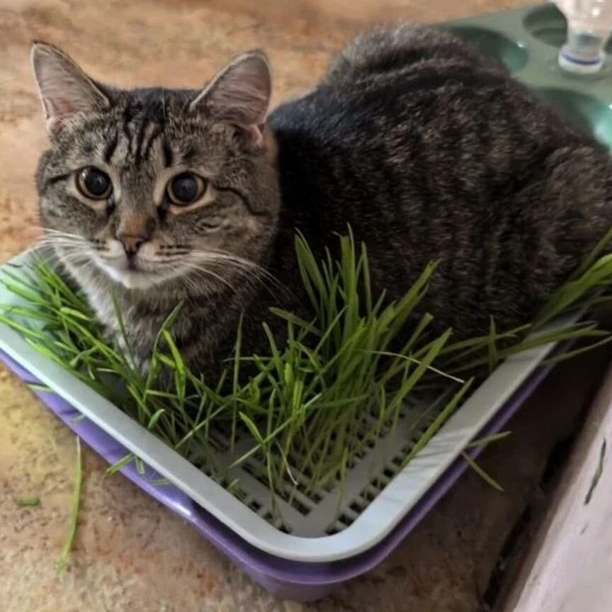 Взрослая, кошка в добрые руки