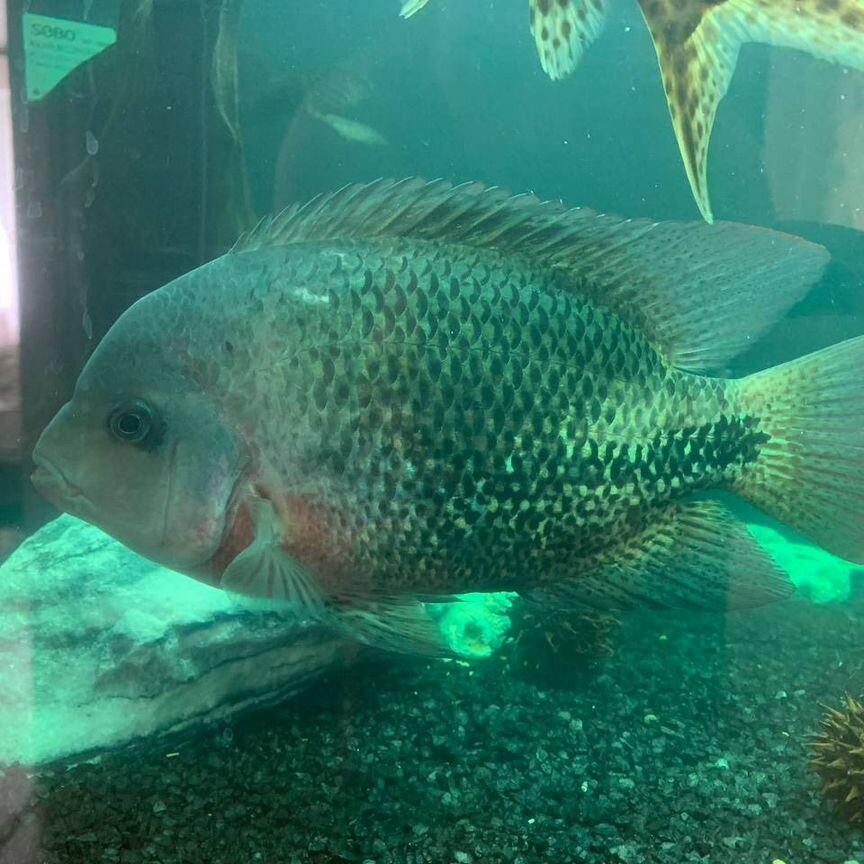 Рыба Цихлазома