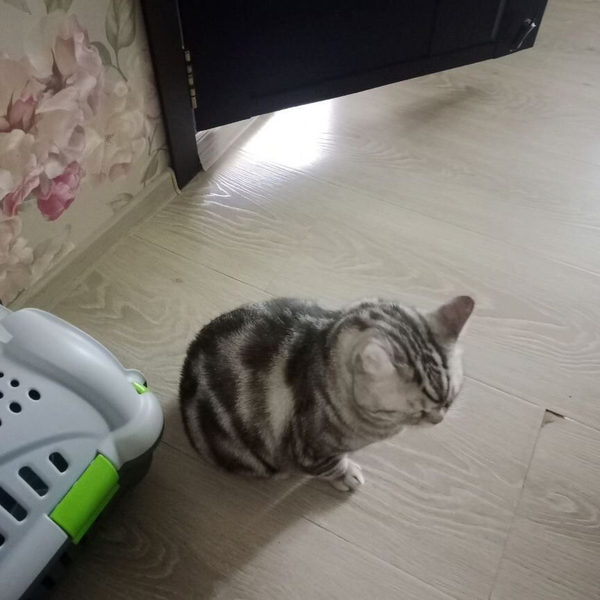 Кот Боря 3года