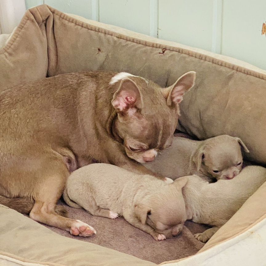 Девочка Настоящий бриллиант