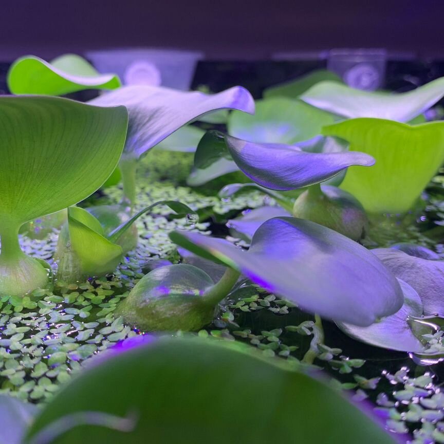 Аквариумное растение