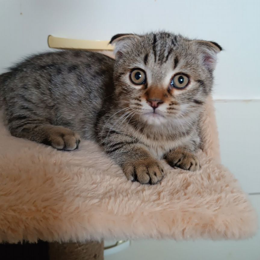 Манчкин котёнок