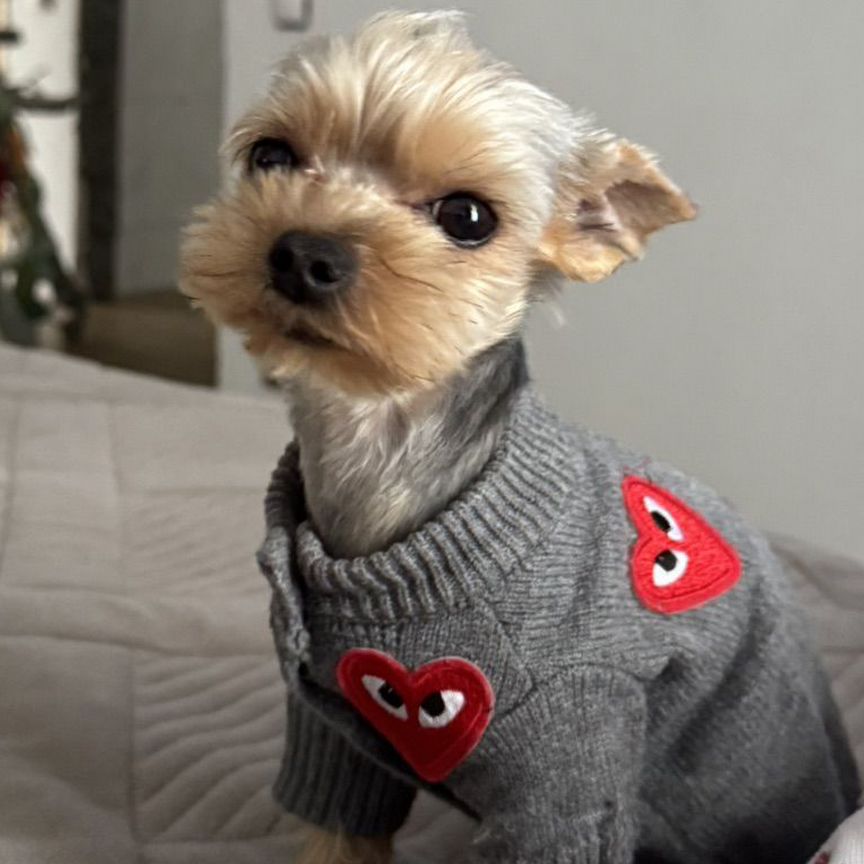 Йоркширский терьер, щенок