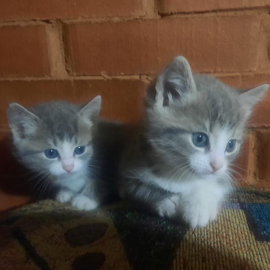 Котята в добрые руки бесплатно