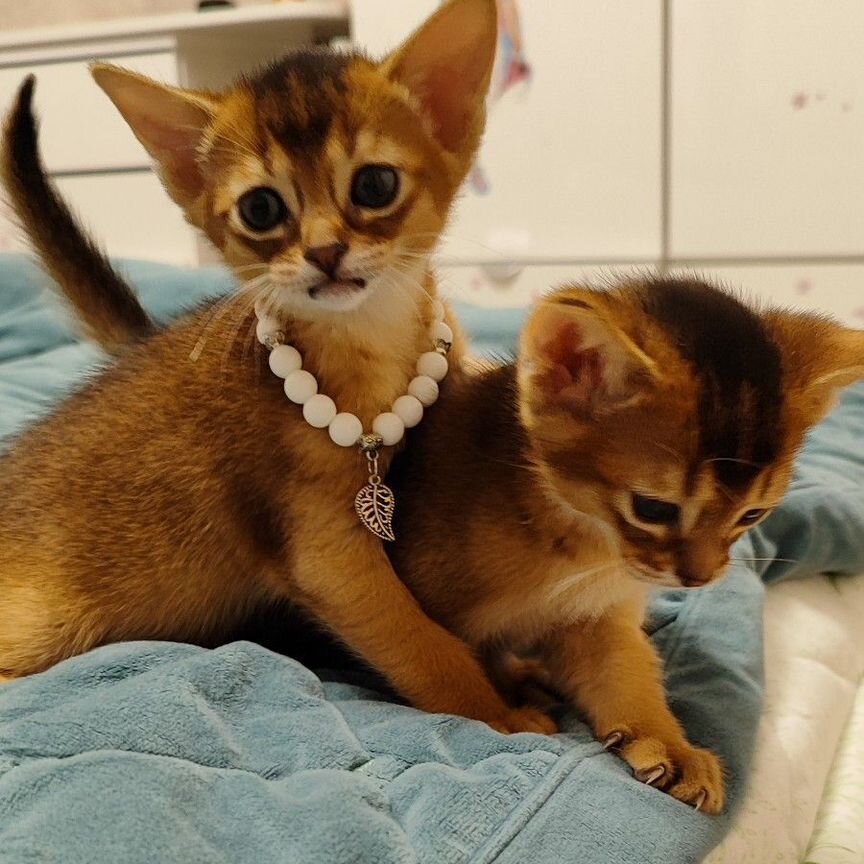 Абиссинские котята