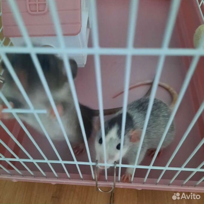 Декоративные крыски