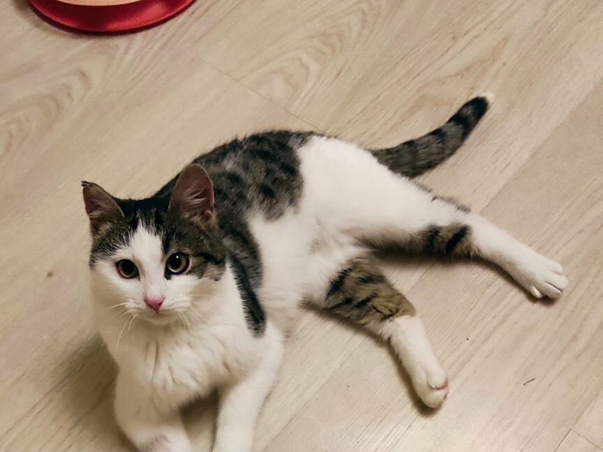 Котенок ручной с обычным окрасом