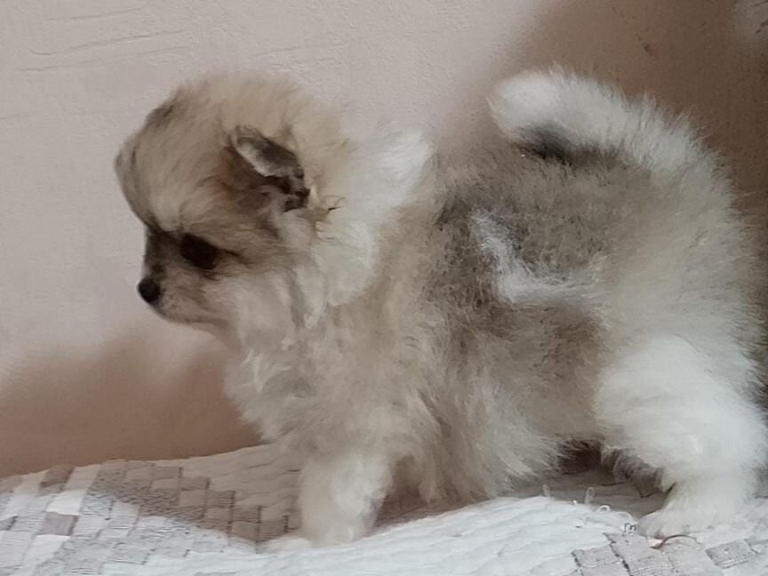 Шпиц светлые мимишные щенки